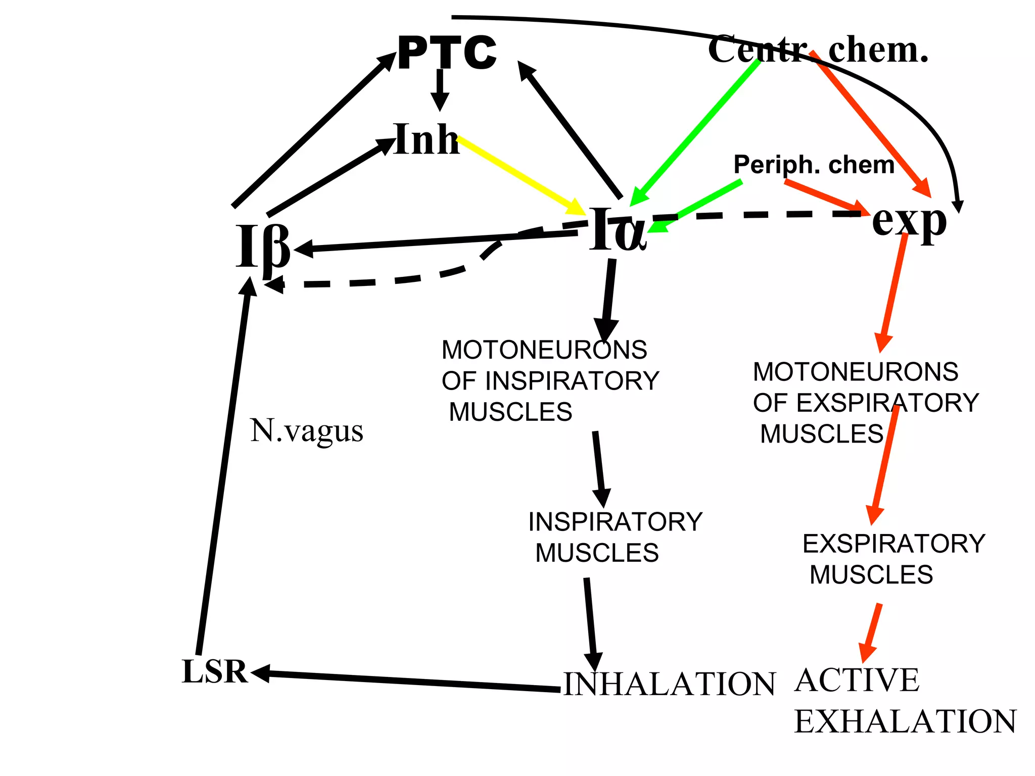 Regulation of respiration | PPT