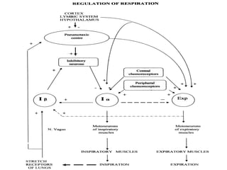 Regulation of respiration | PPT
