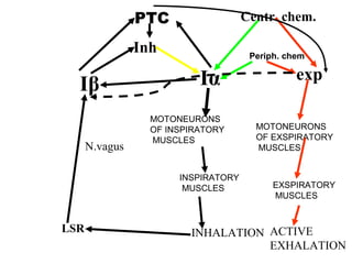 Regulation of respiration | PPT