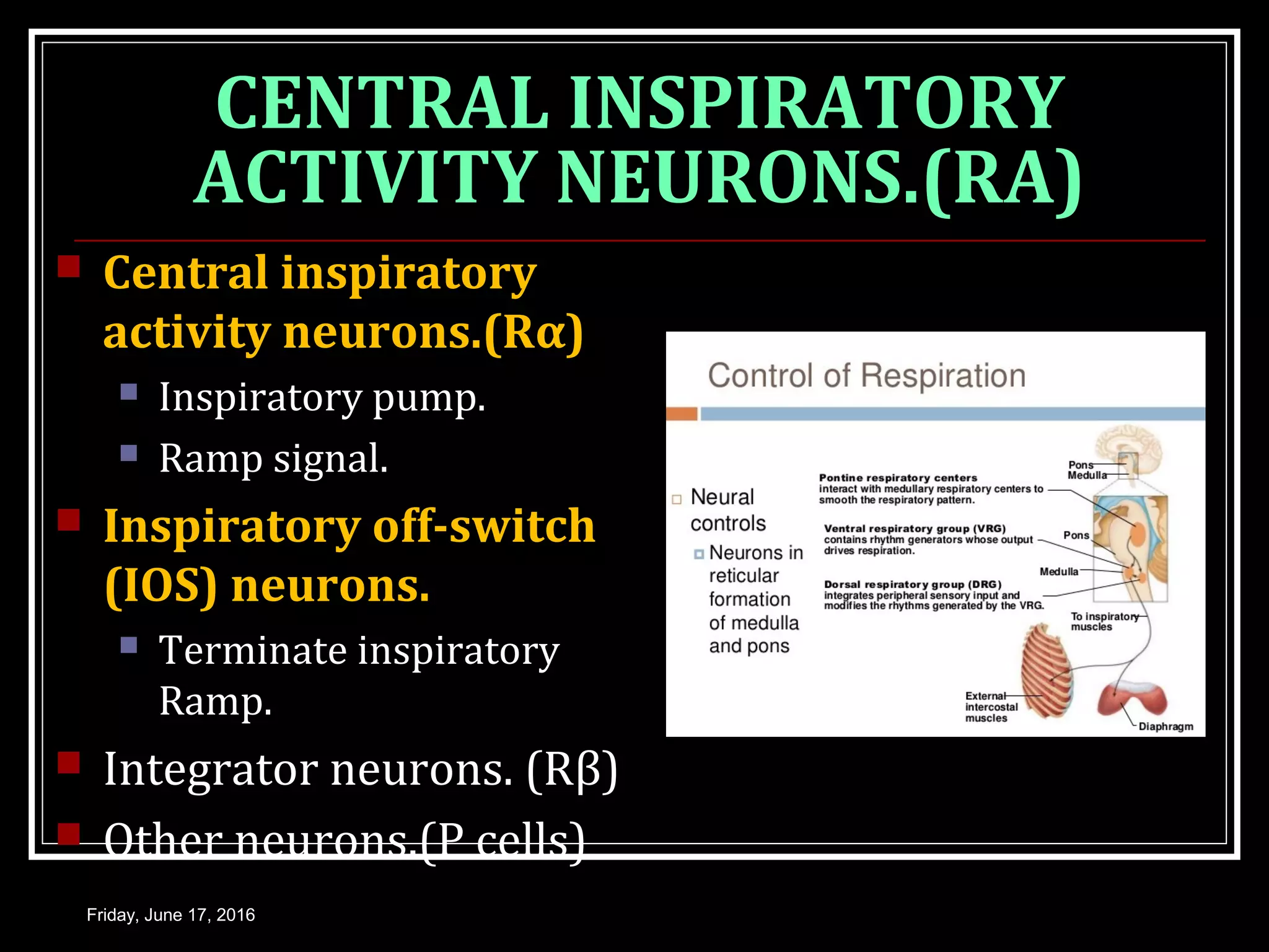 REGULATION OF RESPIRATION | PPT