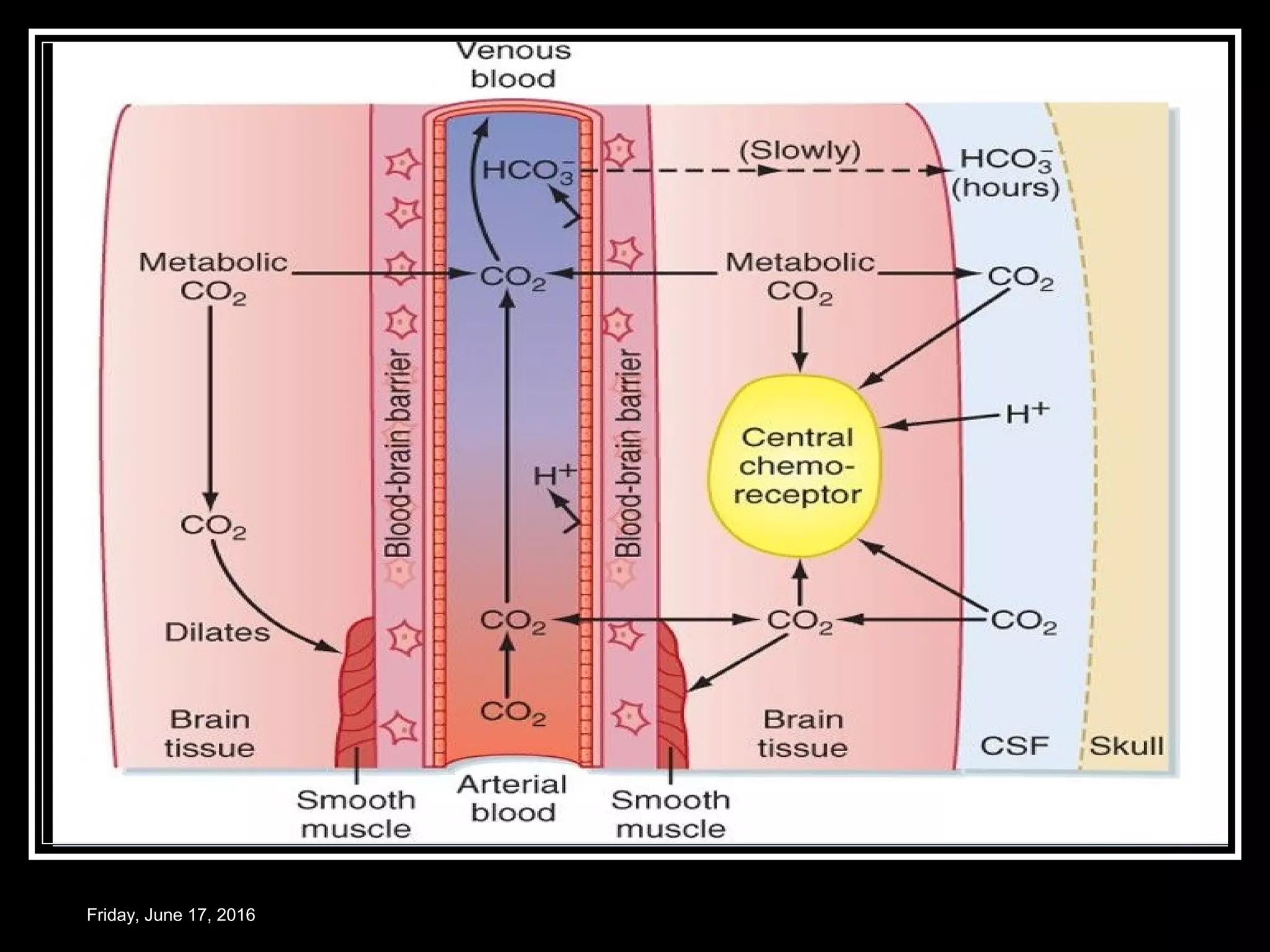 REGULATION OF RESPIRATION | PPT