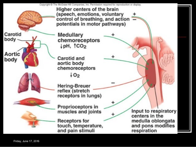 REGULATION OF RESPIRATION