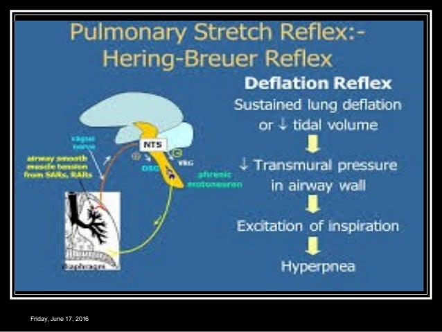 REGULATION OF RESPIRATION