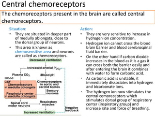 Regulation of respiration | PPTX