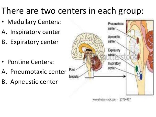 Regulation of respiration