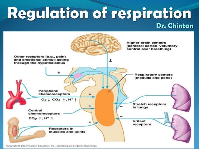 Regulation of respiration