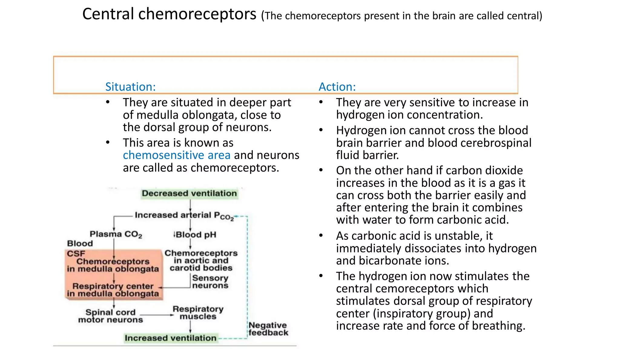 Regulation of respiration | PPTX