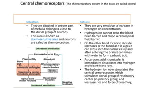 Regulation of respiration | PPT