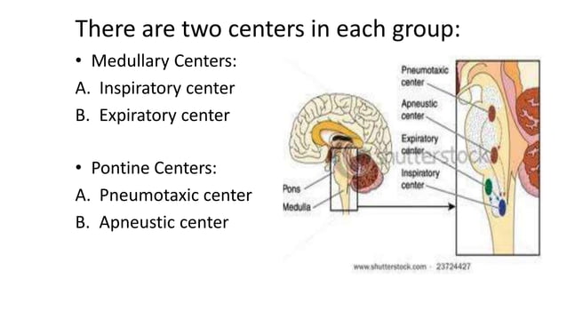 Regulation of respiration | PPT