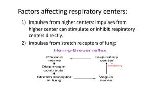 Regulation of respiration | PPT