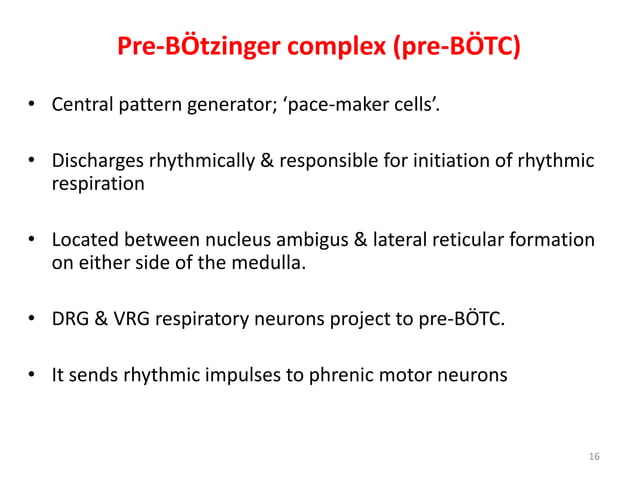 Regulation of Respiration | PPSX