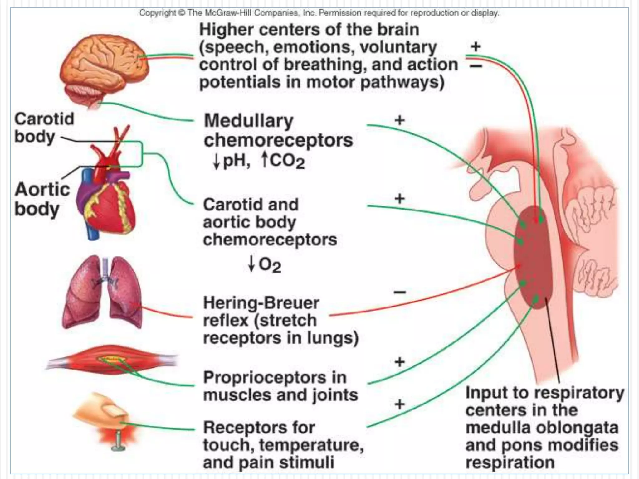 Regulation of respiration | PPTX | Lung and Respiratory Health ...