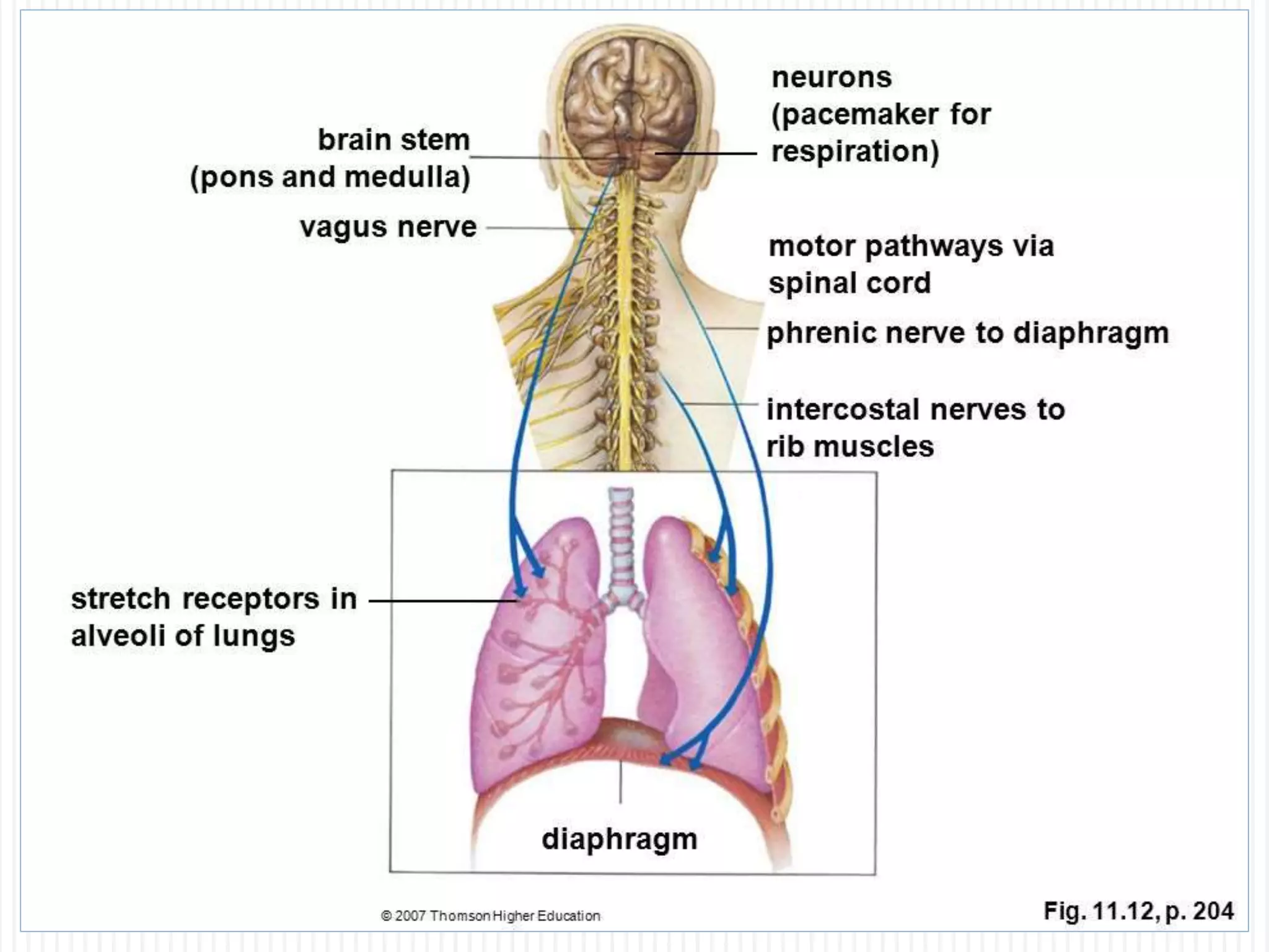 Regulation of respiration | PPTX | Lung and Respiratory Health ...