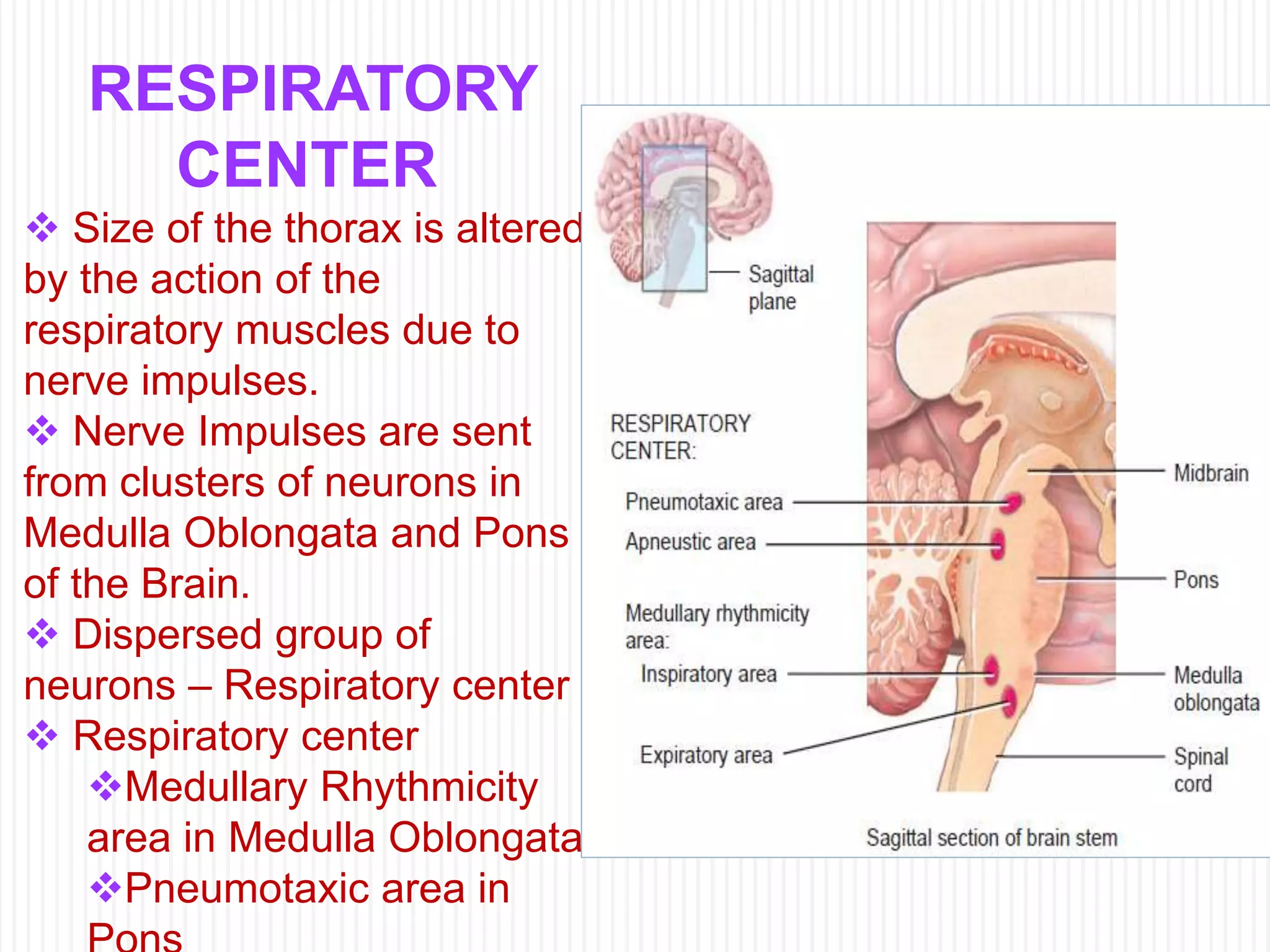 Regulation of respiration | PPTX