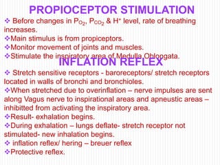 Regulation of respiration | PPTX | Lung and Respiratory Health ...