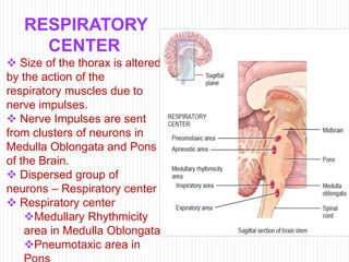 Regulation of respiration | PPTX