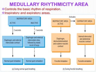 Regulation of respiration | PPTX