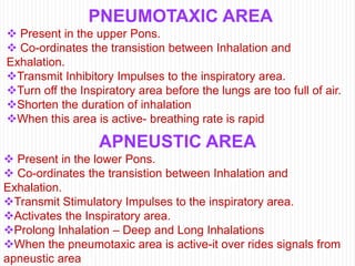 Regulation of respiration | PPTX | Lung and Respiratory Health ...