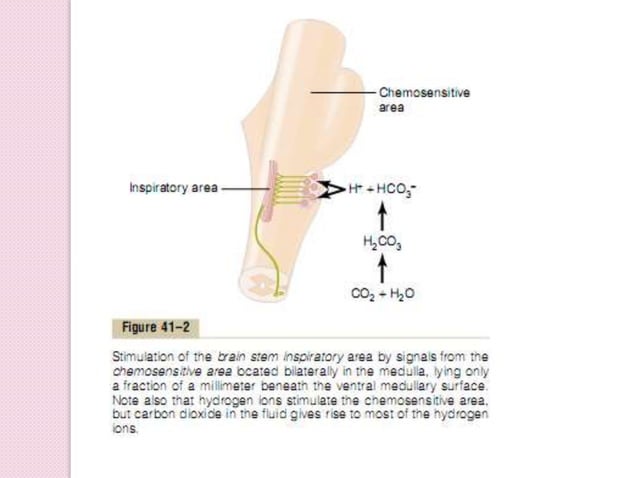 Regulation of respiration (the guyton and hall physiology) | PPTX