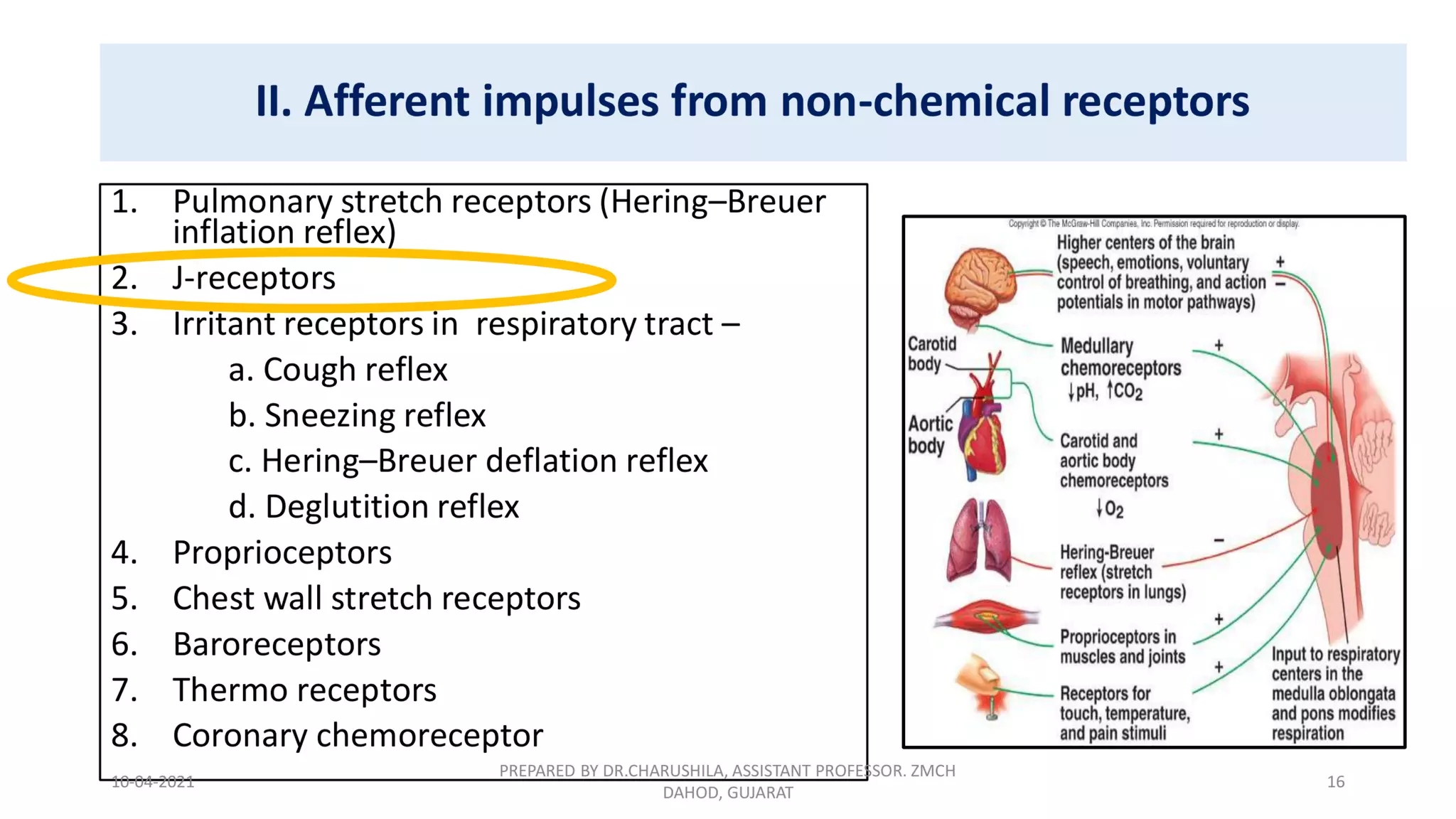 Voluntary control of respiration, respiratory reflexes | PDF