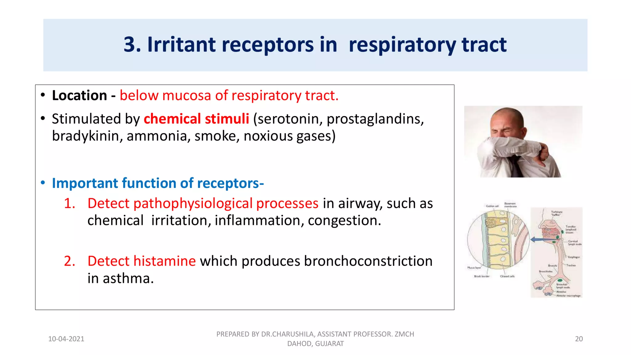 Voluntary control of respiration, respiratory reflexes | PDF