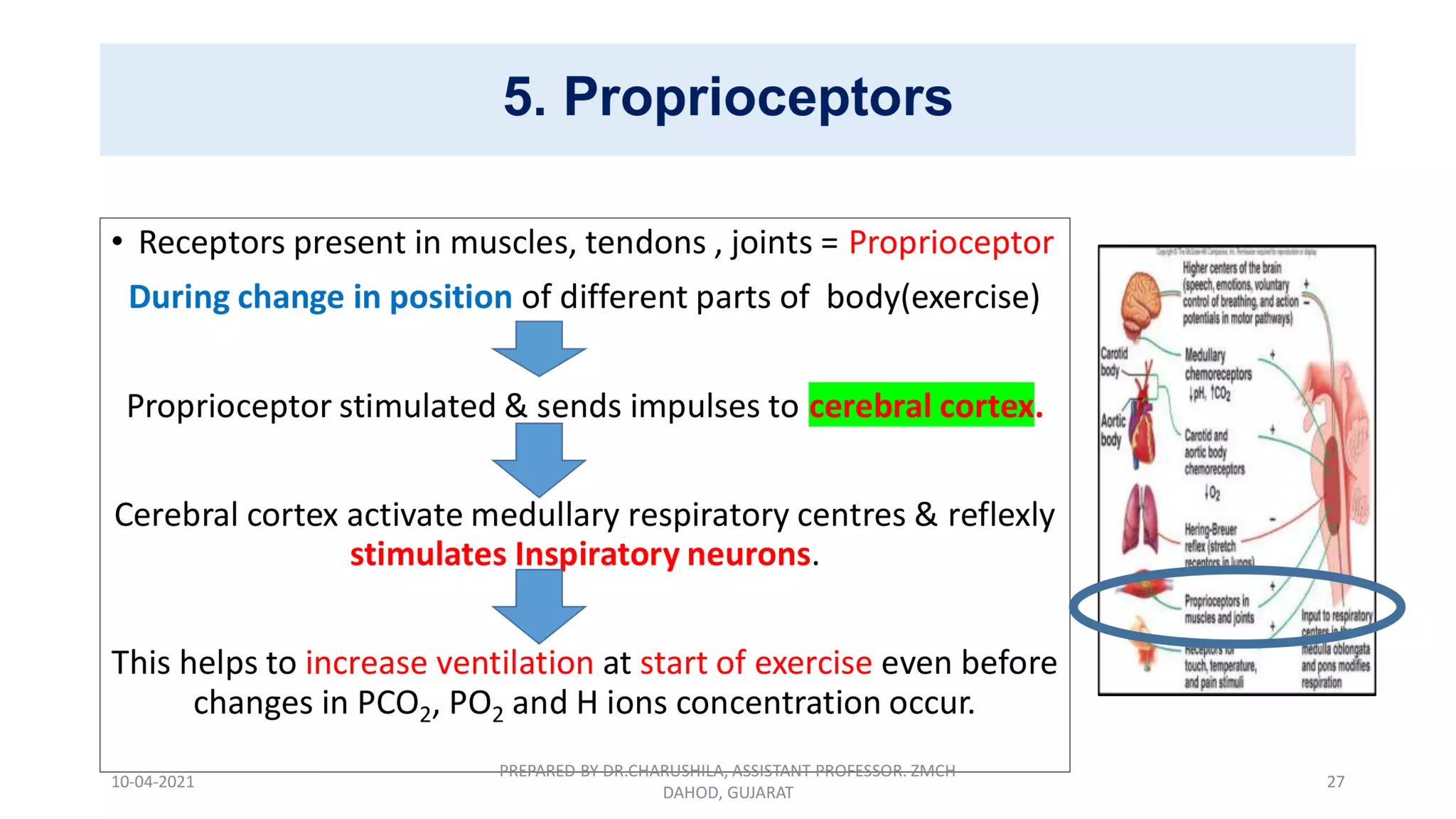 Voluntary control of respiration, respiratory reflexes | PDF