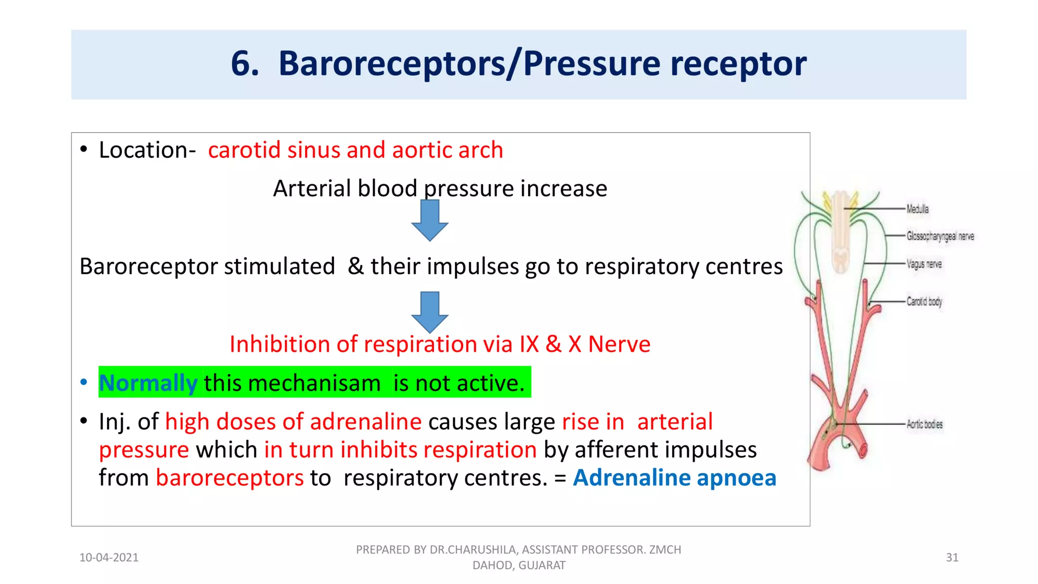 Voluntary control of respiration, respiratory reflexes | PDF