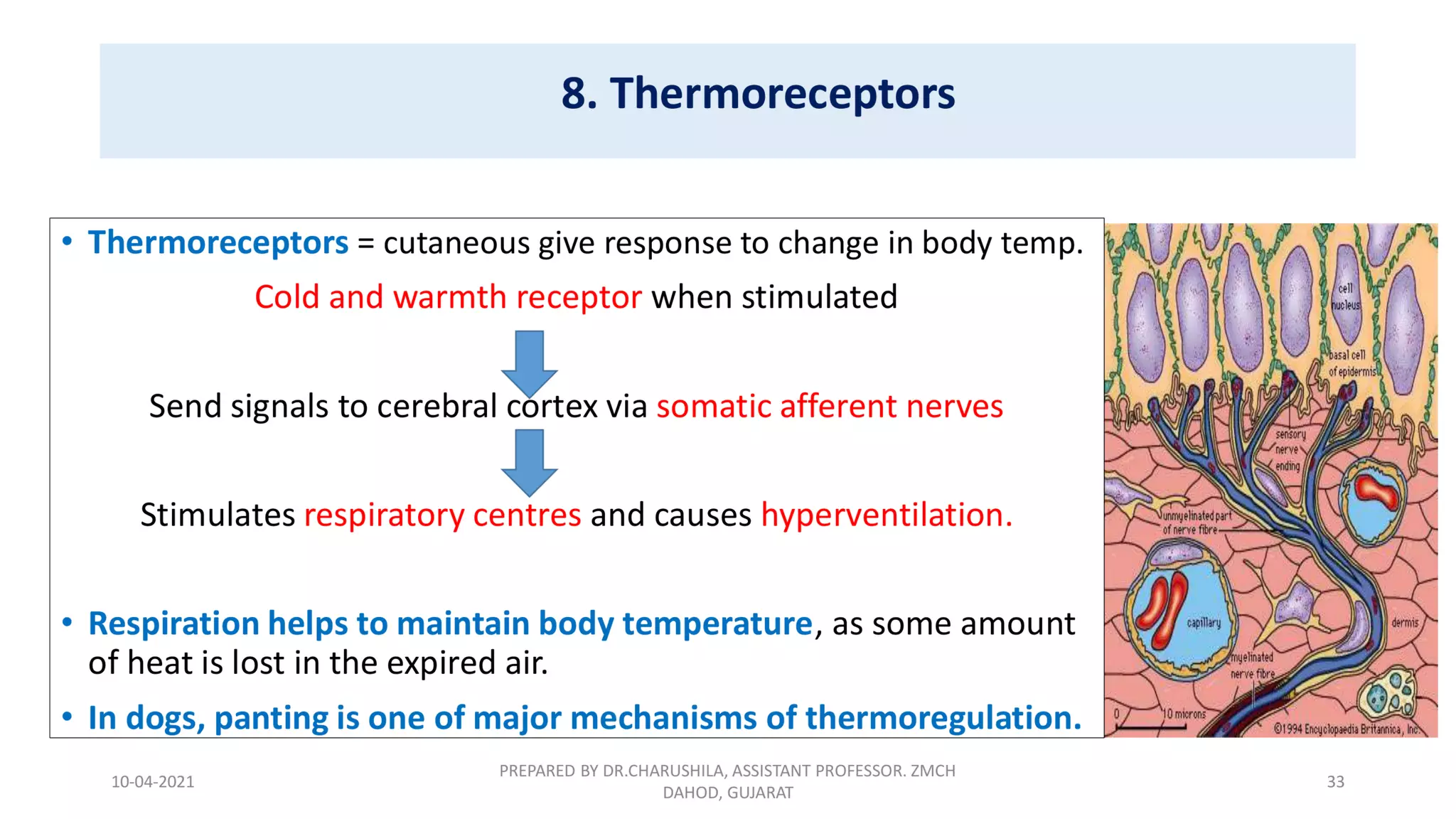 Voluntary control of respiration, respiratory reflexes | PDF