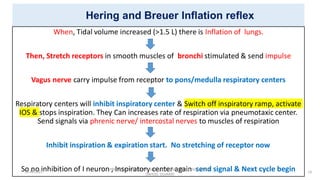 Voluntary control of respiration, respiratory reflexes | PDF
