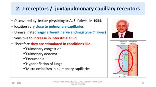 Voluntary control of respiration, respiratory reflexes | PDF
