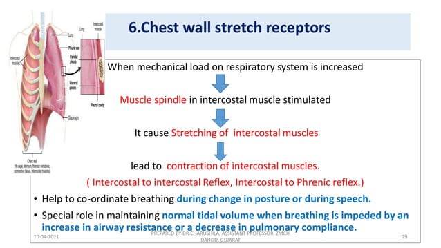 Voluntary control of respiration, respiratory reflexes | PDF