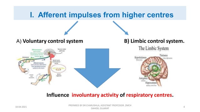 Voluntary control of respiration, respiratory reflexes | PDF