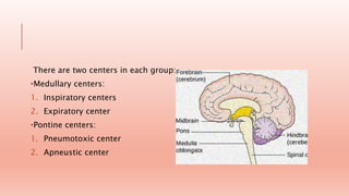 Regulation of respiration.pptx
