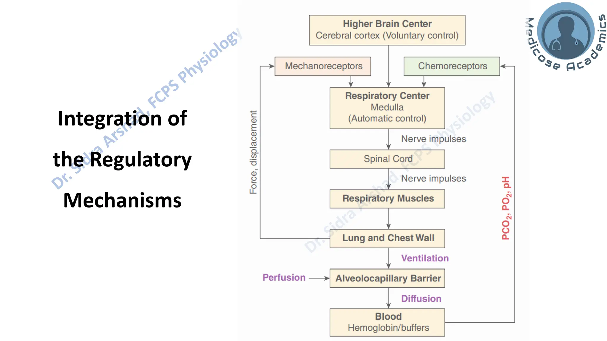 The Nervous and Chemical Regulation of Respiration | PDF