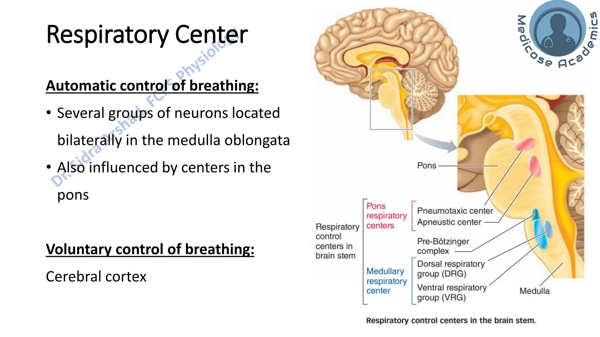The Nervous and Chemical Regulation of Respiration | PDF
