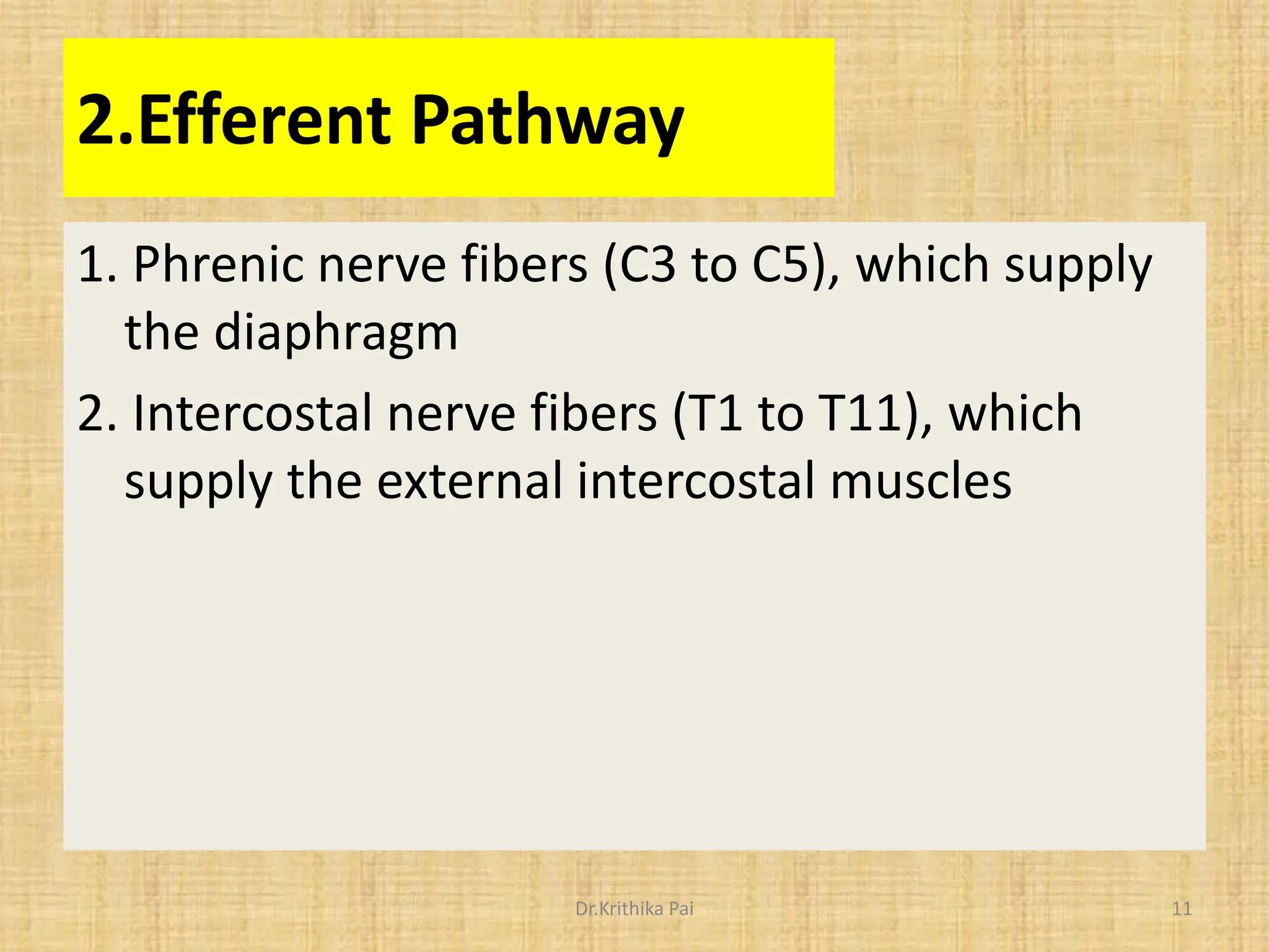 Regulation of Respiration- Control of respiration | PDF