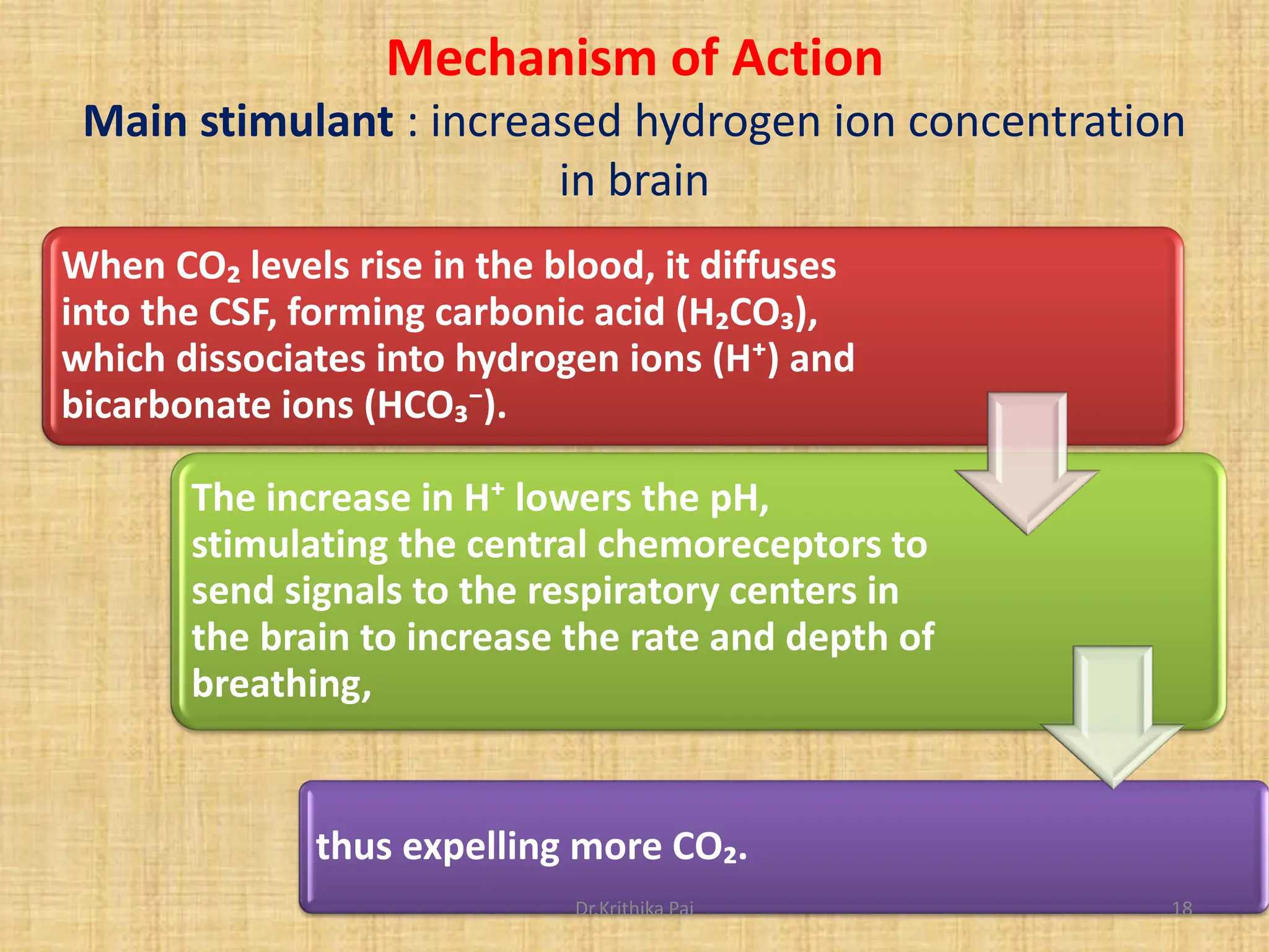 Regulation of Respiration- Control of respiration | PDF