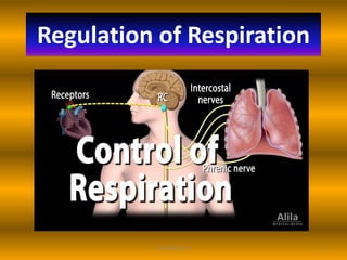 Regulation of Respiration- Control of respiration | PDF