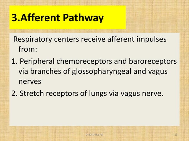 Regulation of Respiration- Control of respiration | PDF