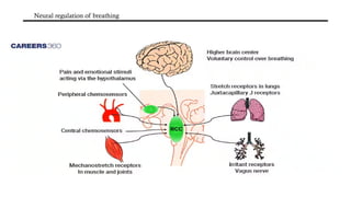 Regulation of Respiration and there different function | PPTX