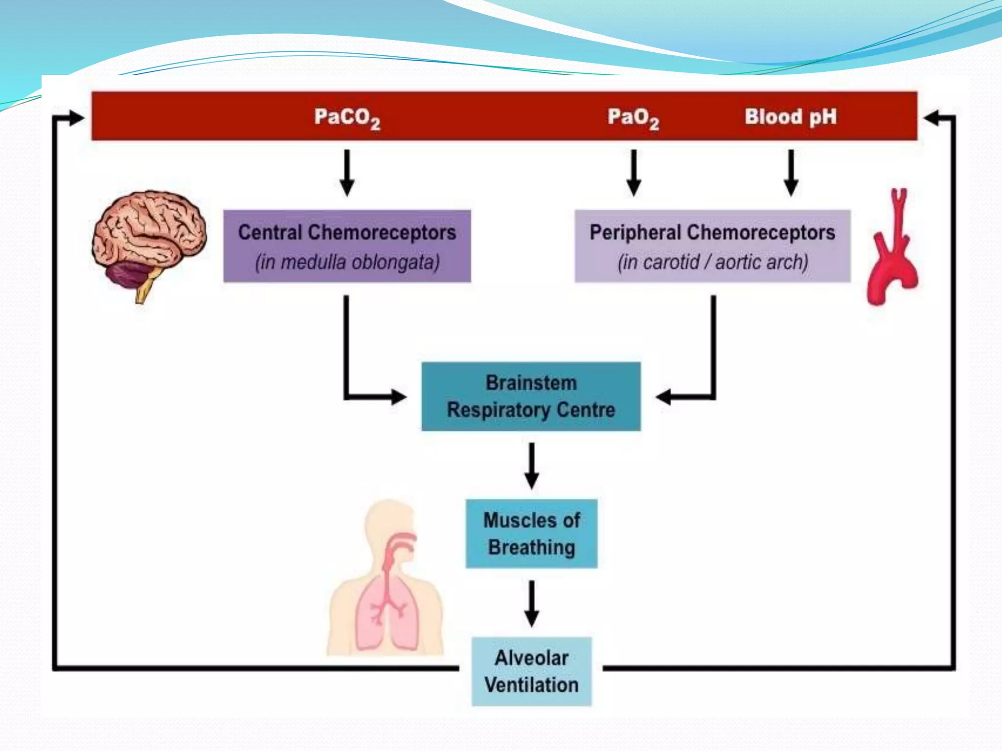 Regulation of respiration | PPTX