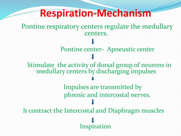 Regulation of respiration | PPTX | Lung and Respiratory Health ...