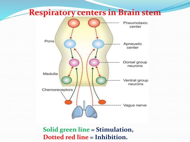 Regulation of respiration | PPTX | Lung and Respiratory Health ...
