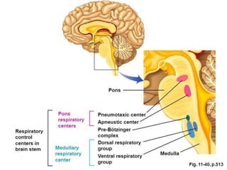 Regulation of respiration | PPTX | Lung and Respiratory Health ...