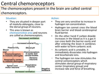 regulation of respiration 1.pptx
