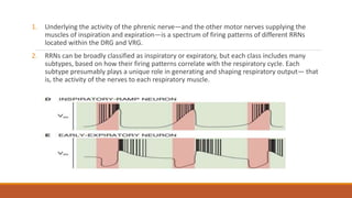 Regulation of respiration Bo.pptx