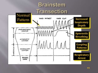 Regulation_of_respiration_physiology_6-12-2018.pptx | Lung and ...