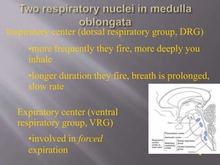 Regulation_of_respiration_physiology_6-12-2018.pptx | Lung and ...