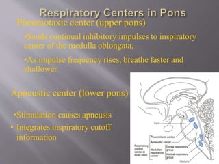 Regulation_of_respiration_physiology_6-12-2018.pptx | Lung and ...