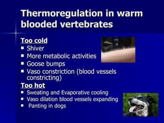 Regulation of temperature | PPT | Biological Sciences | Science